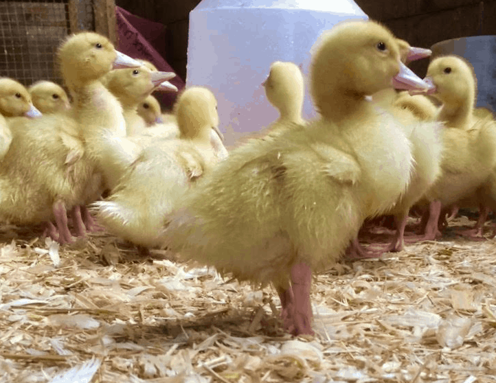 December 2019 - Animal Welfare: all about our Pekin ducks - Stages of ...