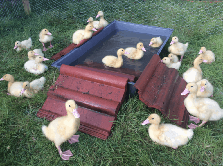 December 2019 - Animal Welfare: all about our Pekin ducks - Stages of ...
