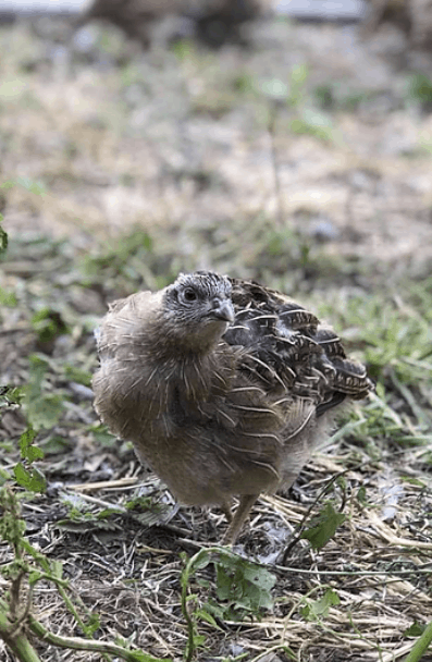 June 2018 - Grey Partridge Update - Incredible Eggs