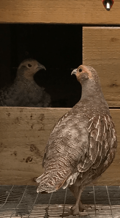 June 2018 - Grey Partridge Update - Incredible Eggs