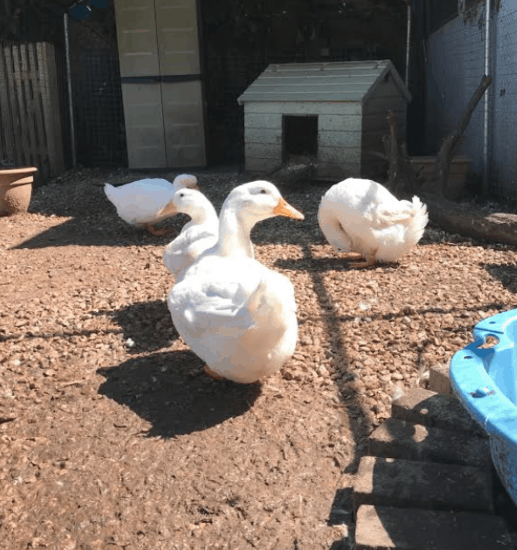 May 2019 - Education: The fabulous ducks of Apple Tree Nursery ...