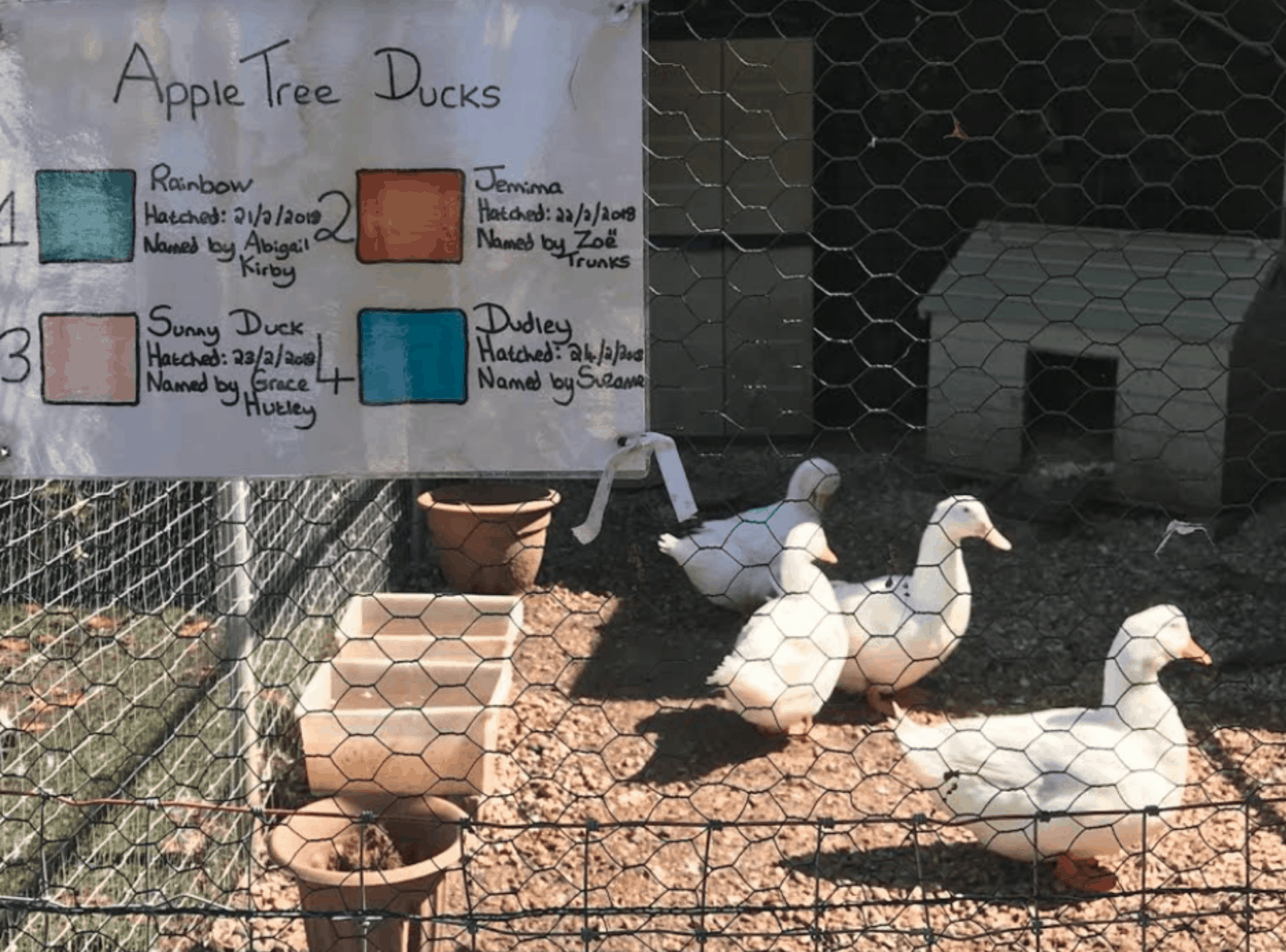 May 2019 - Education: The fabulous ducks of Apple Tree Nursery ...