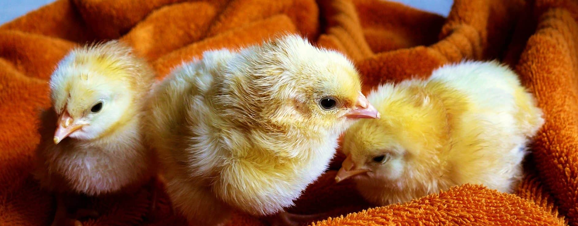 Chicks - Incredible Eggs