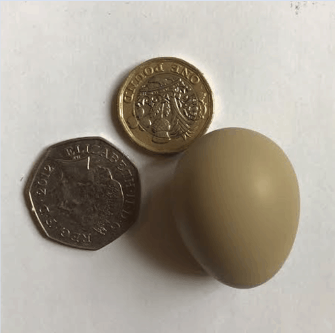 May 2019 - Wildlife Conservation: Our first grey partridge eggs arrive ...