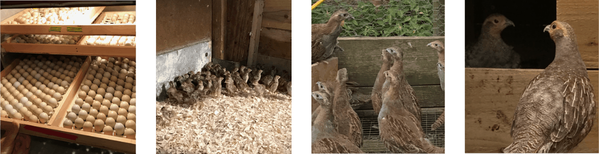 Partridge Conservation - Incredible Eggs