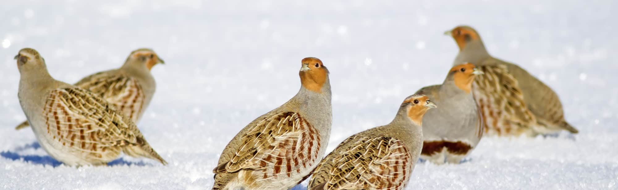 Schools Grey Partridge - Incredible Eggs