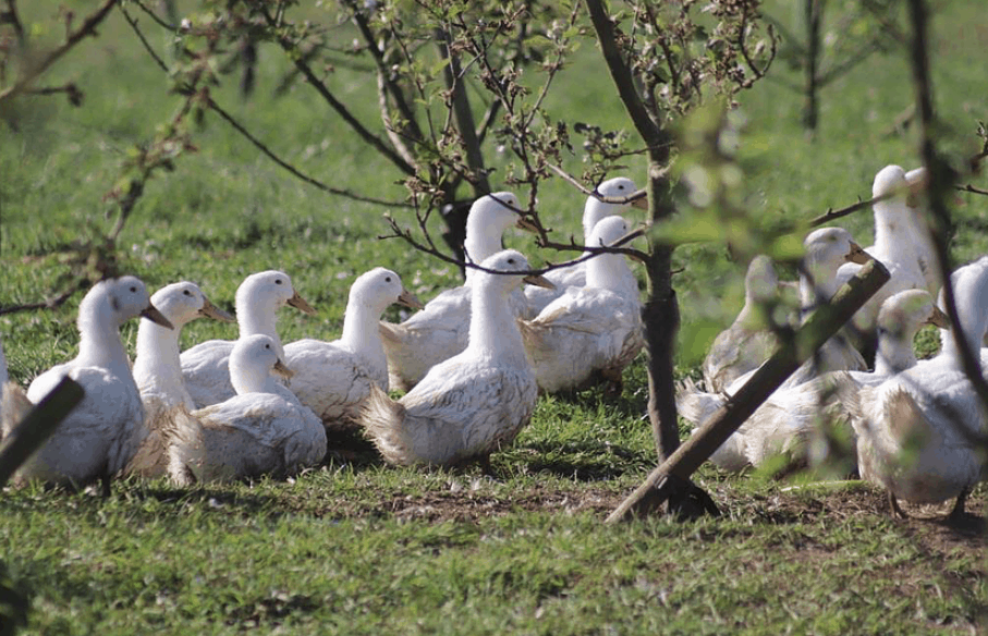 May 2019 - Safeguarding Biodiversity: Ducks, ducks everywhere ...