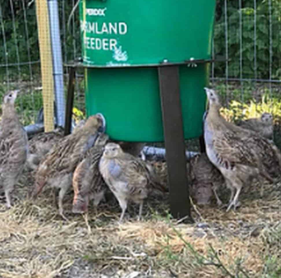 July 2018 - Grey Partridge Release Number 1 - Incredible Eggs