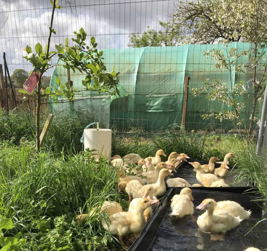 December 2019 - Animal Welfare: all about our Pekin ducks - Stages of ...