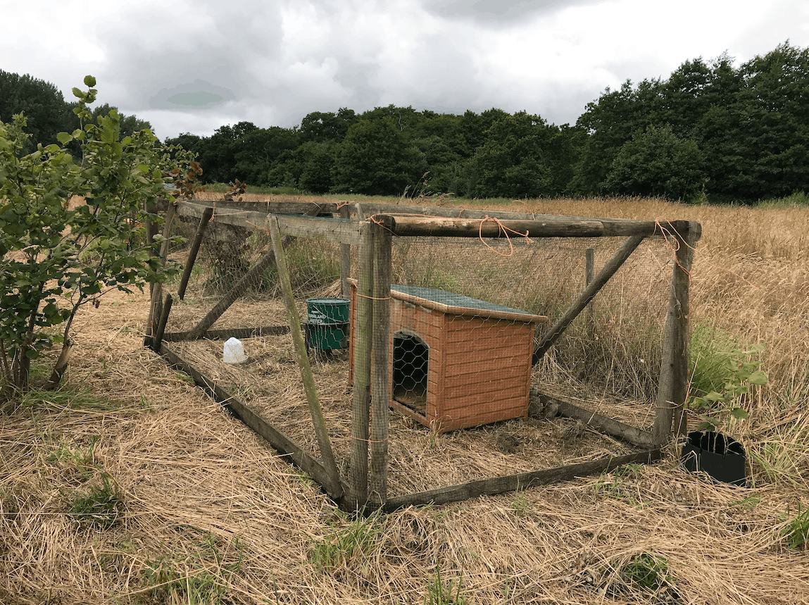July 2019 - Wildlife Conservation: Our Grey Partridge release pen is ...