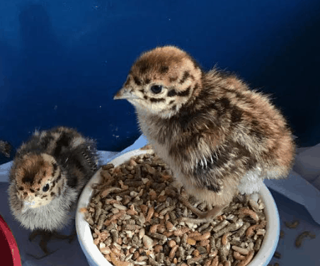 Baby Partridge