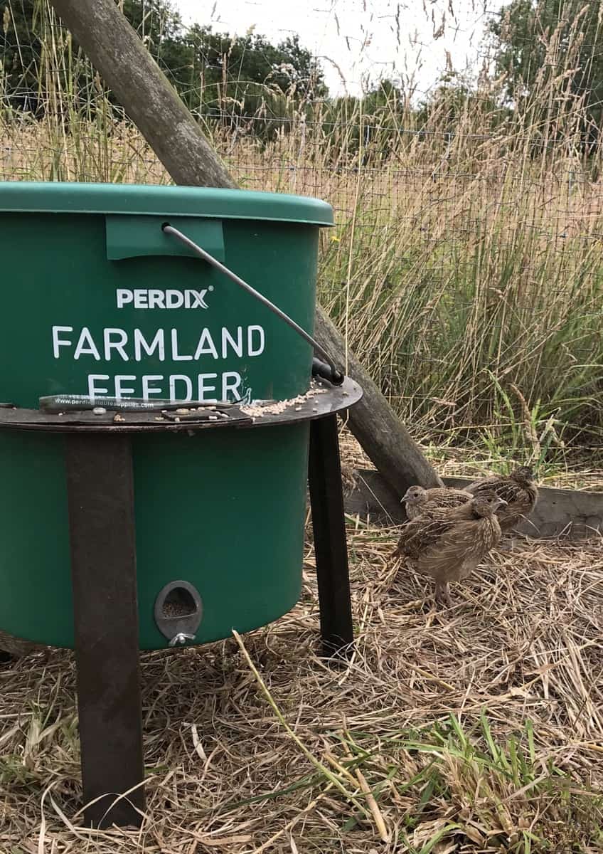 July 2019 - Wildlife Conservation: Our Grey Partridge release pen is ...