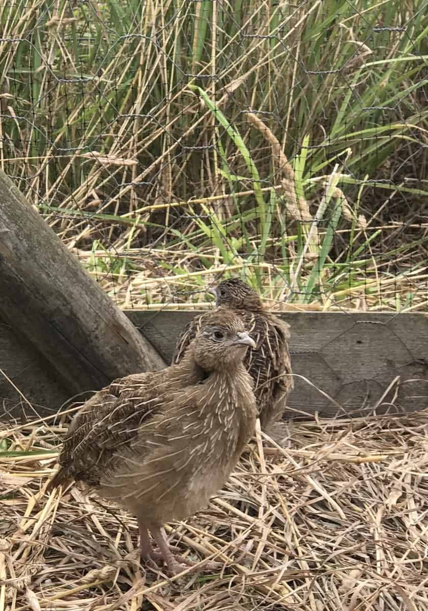 July 2019 - Wildlife Conservation: Our Grey Partridge release pen is ...