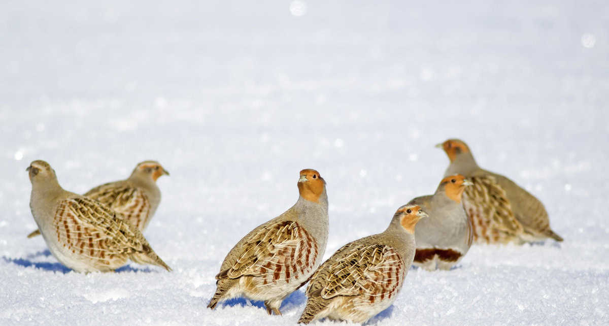 Partridge Conservation - Incredible Eggs
