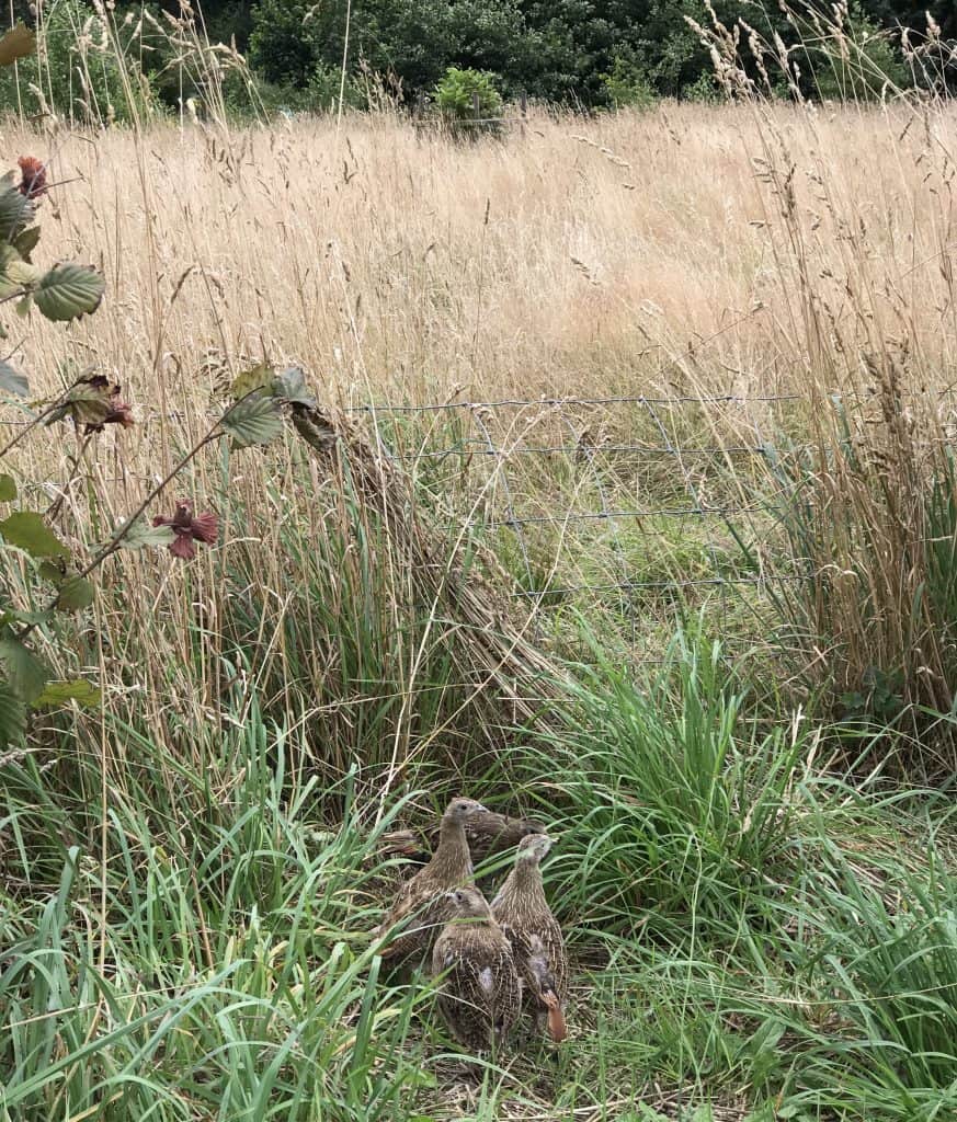 September 2019 - Wildlife Conservation: Our 1st grey partridge release ...