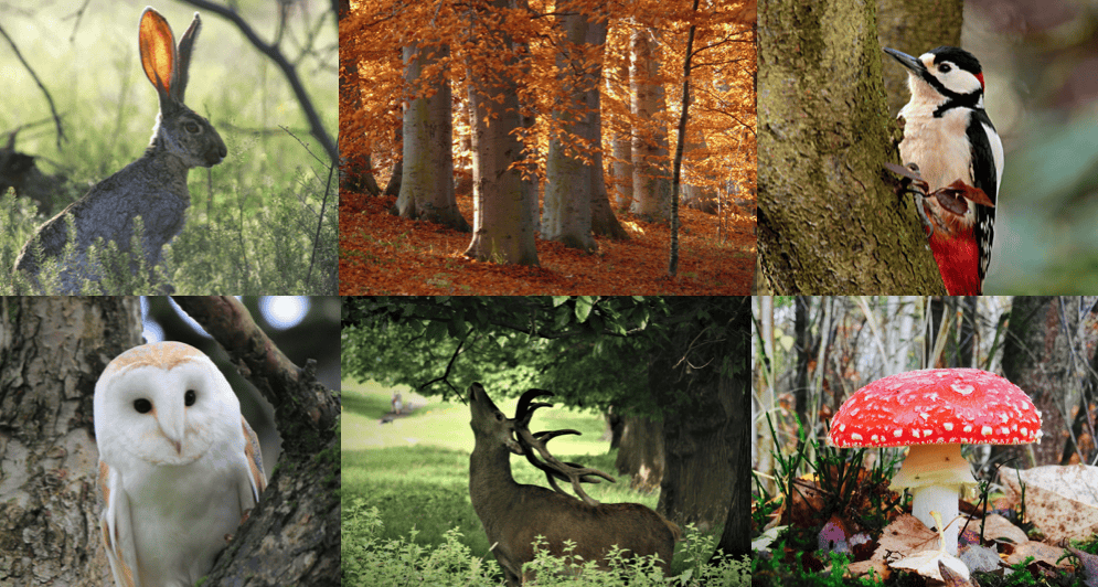 November 2019 - Wildlife Conservation & Climate Change: what we're ...