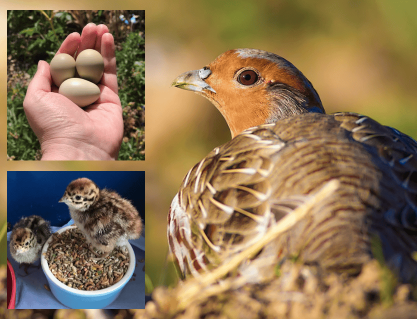 October 2021 - And they're off! Come and watch our wonderful grey ...