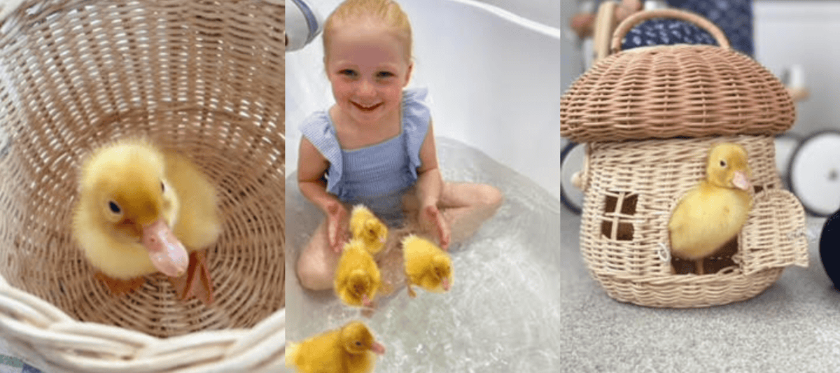 April 2022 - A hatching kit at home: one mum shares her family's ...