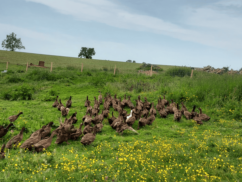 Bird flu Q&A and a downloadable risk assessment for your setting ...