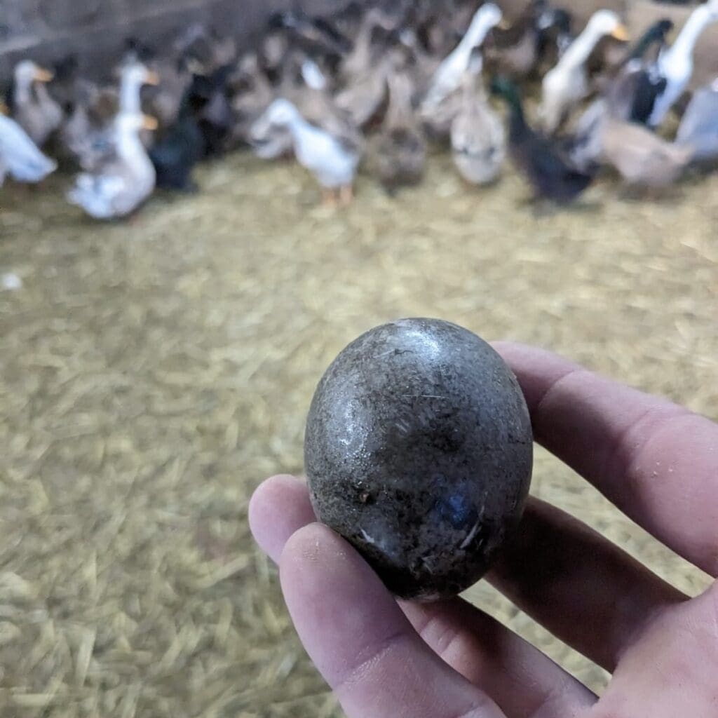 February 2024 - Rare breeds in focus: Meet our Cayuga ducks ...