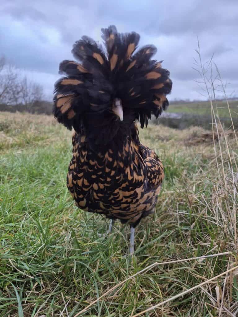 April 2025 - Introducing a most peculiar breed of poultry! Meet our ...