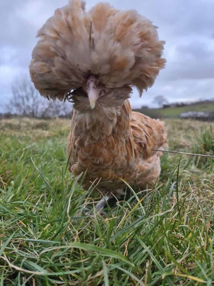 April 2025 - Introducing a most peculiar breed of poultry! Meet our ...