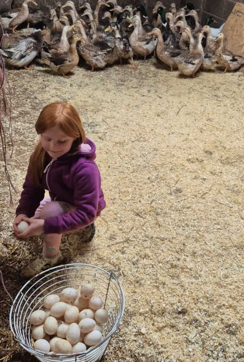June 2025 - Hatching season is in full swing out on the farms...click ...