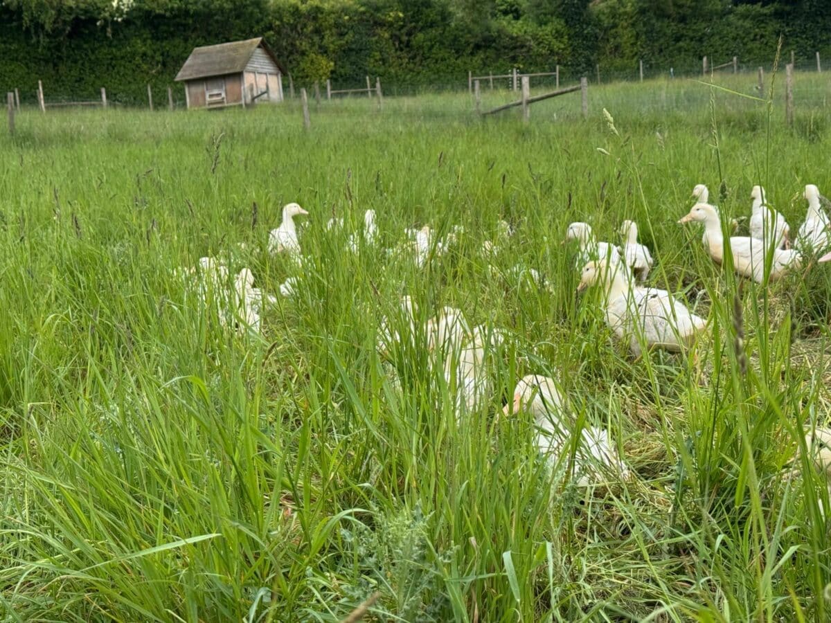 June 2025 - Hatching season is in full swing out on the farms...click ...